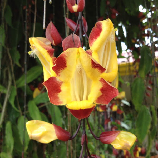 Red Glory Vine | Project Noah