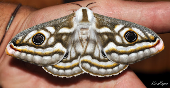 Southern Marbled Emperor | Project Noah