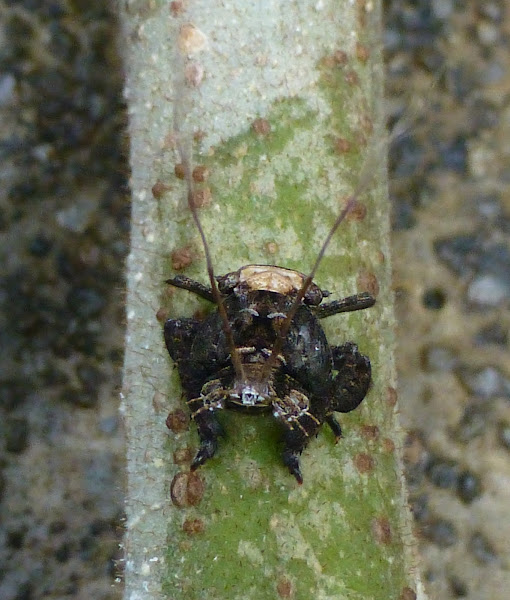 Fulgorid Planthopper Nymph Bug | Project Noah