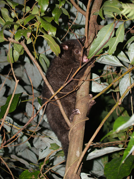 Short-eared Possum | Project Noah