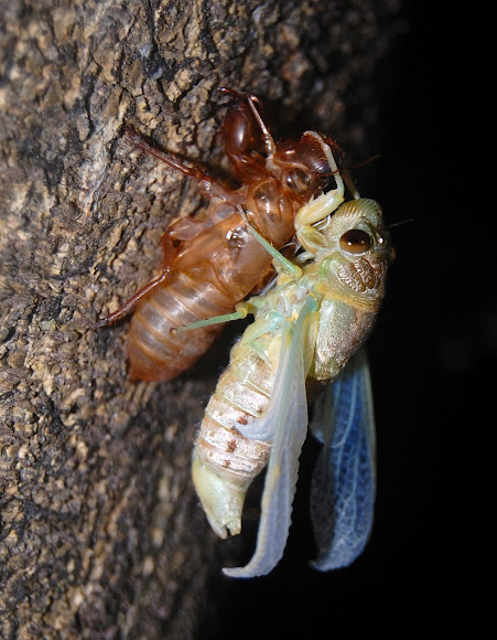 Cicada (molting) | Project Noah
