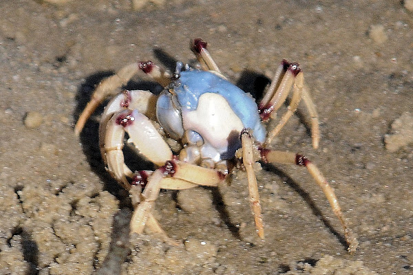 Light Blue Soldier Crab | Project Noah