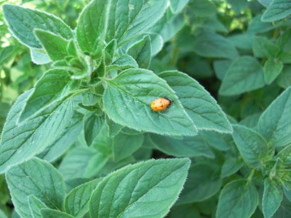 Multicolored Asian Lady Beetle pupa | Project Noah