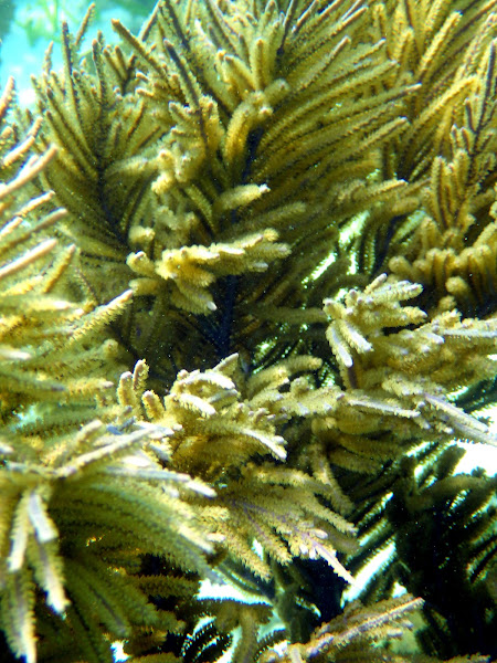 Bipinnate Sea Plume | Project Noah