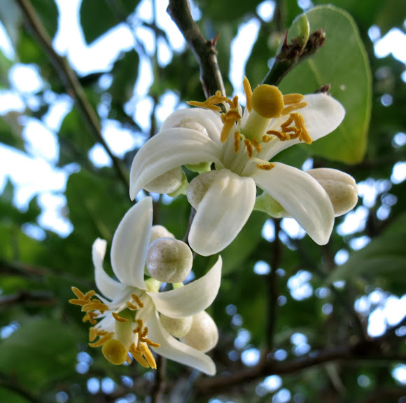Key lime blossoms | Project Noah