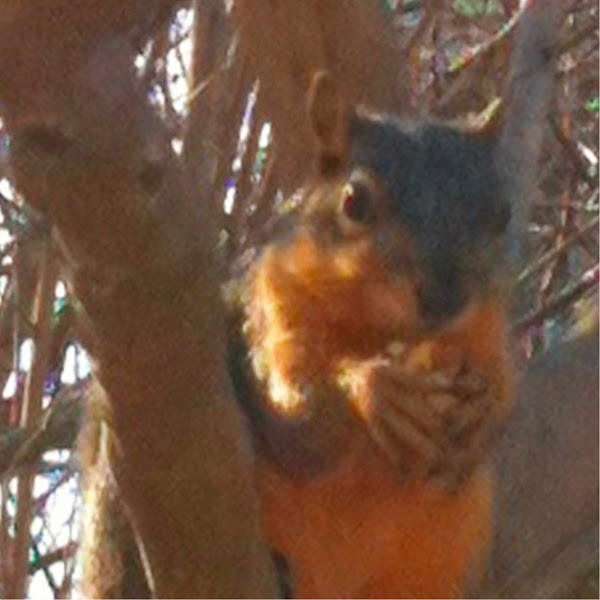 Fox Squirrel | Project Noah