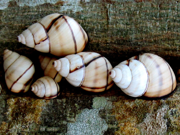 Banded Tree Snail | Project Noah