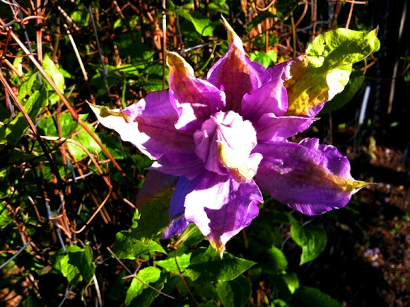 Clematis "Proteus" | Project Noah