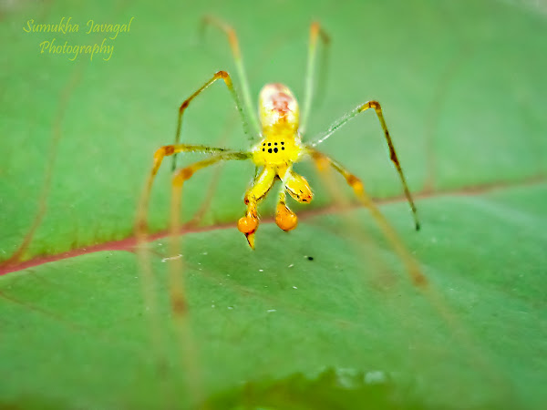 Long Jawed spider | Project Noah