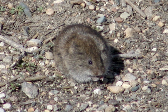 Sagebrush Vole | Project Noah