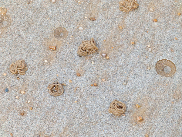 Rag worm/sand worm cast | Project Noah