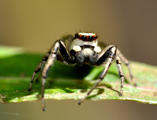 Large Jumping Spider | Project Noah