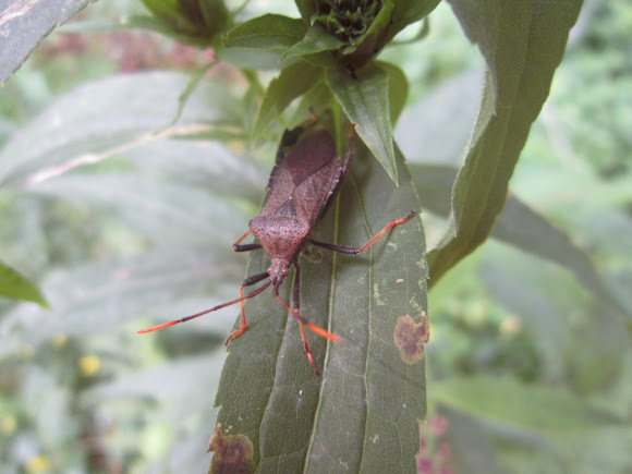 Stink Bug | Project Noah