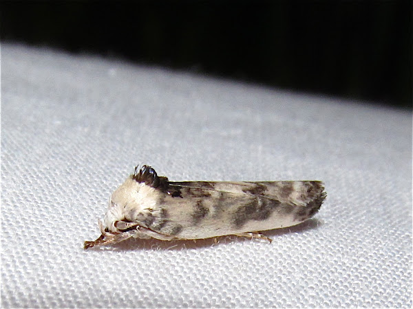 Pale Gray Bird Dropping Moth | Project Noah