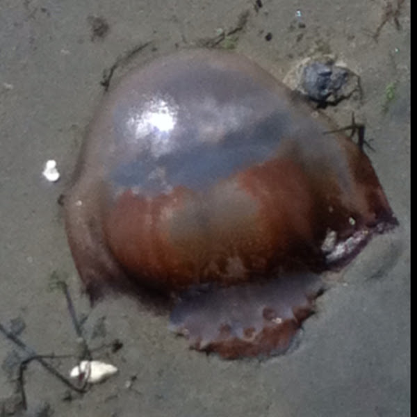 Cannonball Jellyfish | Project Noah