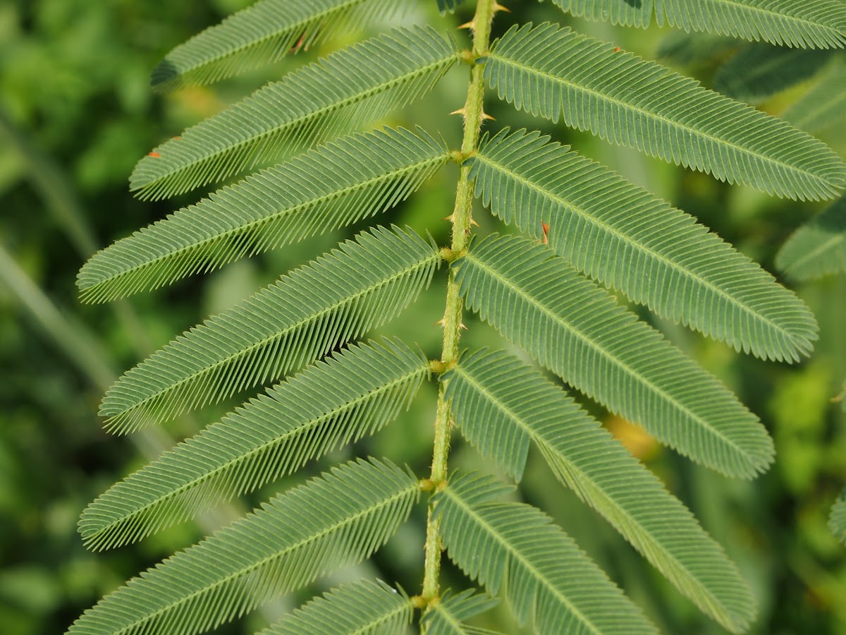 Giant sensitive tree / Catclaw mimosa | Project Noah
