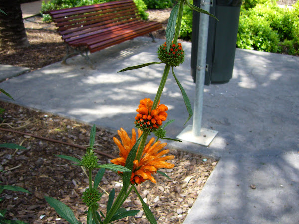 Leonotis leonurus | Project Noah