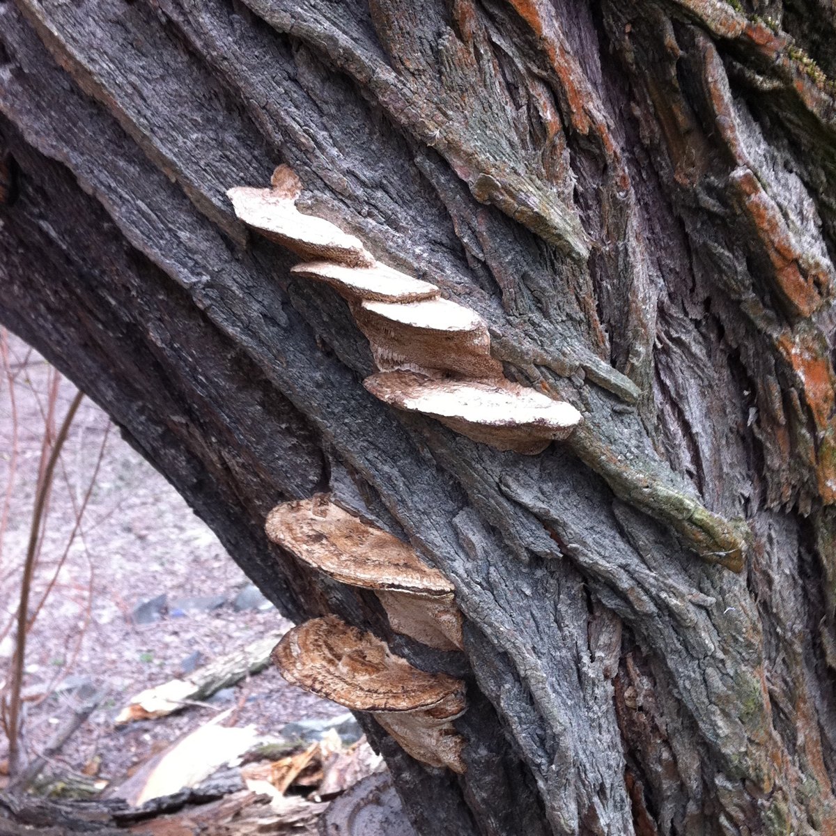 Spotting | Project Noah