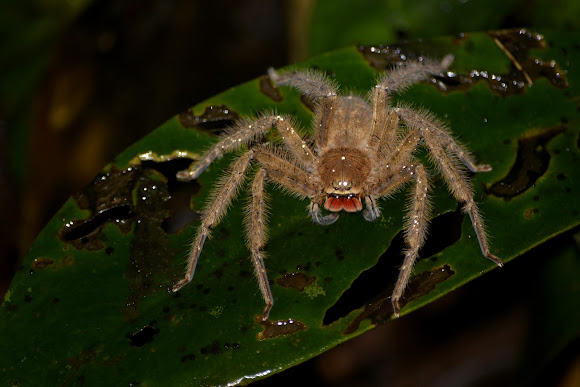David Bowie Huntsman Spider | Project Noah