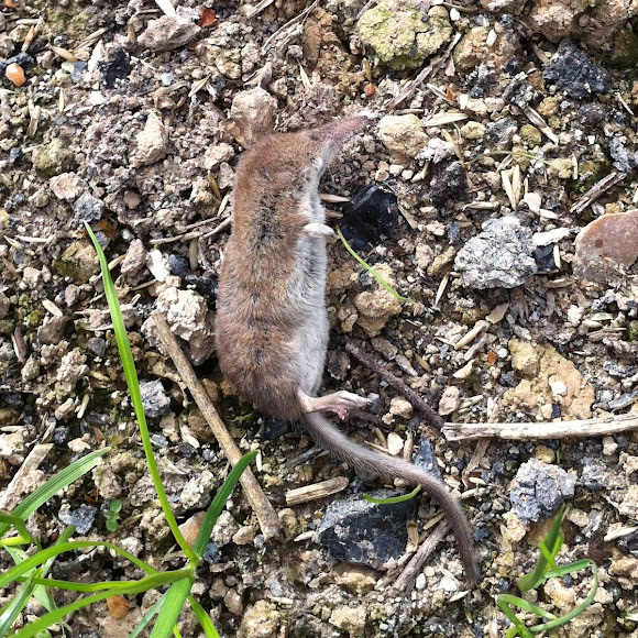 Pygmy Shrew | Project Noah