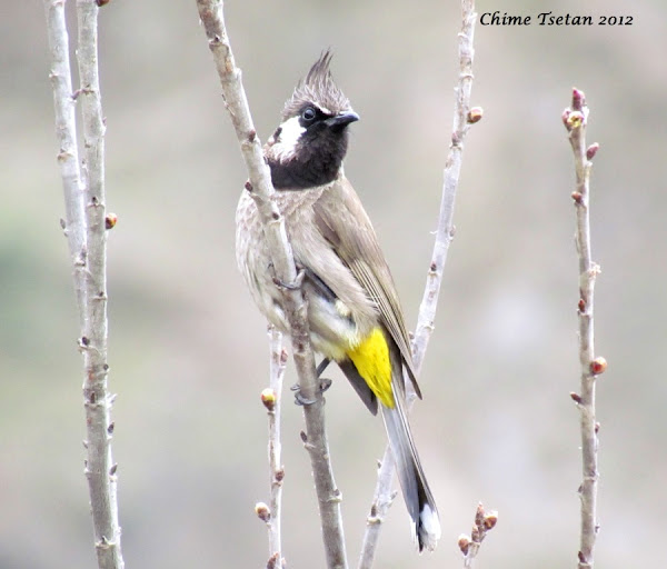 Himalayan bulbul | Project Noah