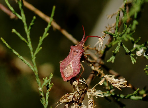 Coreid bug | Project Noah