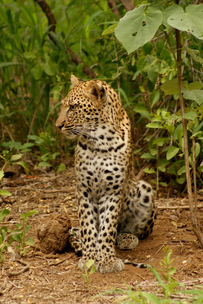 Leopard | Project Noah