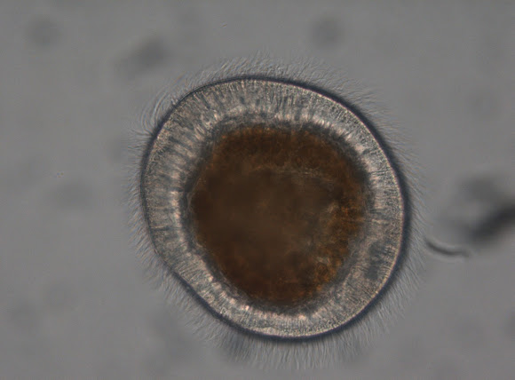 Ciliate | Project Noah