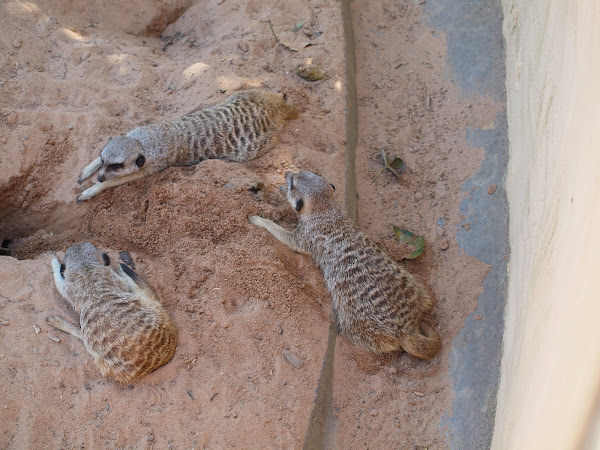 Meerkats | Project Noah