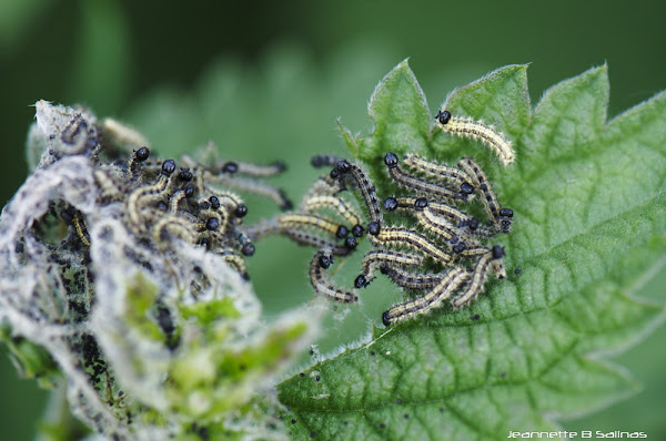 Small Tortoiseshell Caterpillar | Project Noah