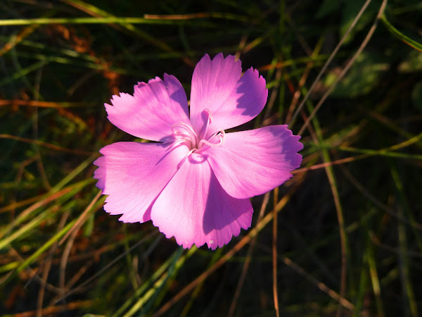 Klinčić | Project Noah