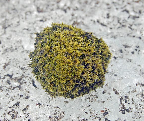 Glacier mice | Project Noah