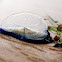 Velella - Sail-by-the-wind | Project Noah