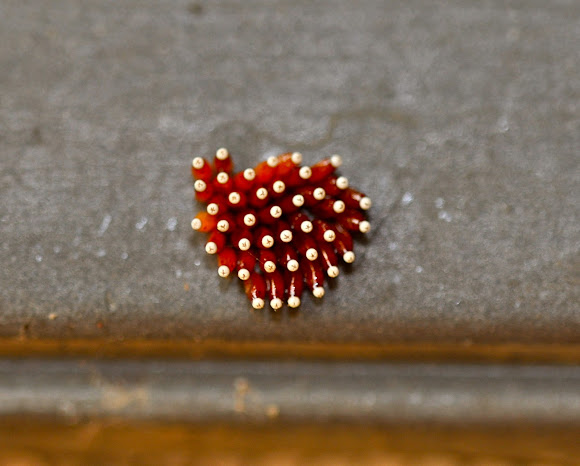 Assassin Bug Insect Eggs | Project Noah