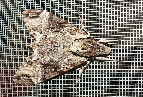 Gray Hawk Moth | Project Noah