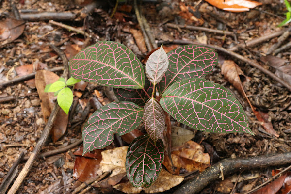 plant | Project Noah