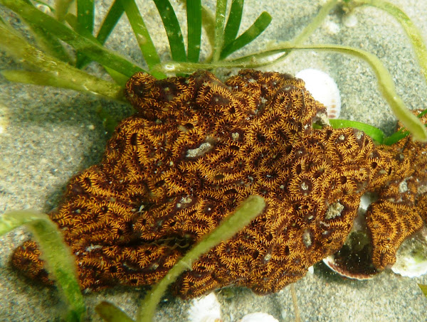 Botrylloides leachi | Project Noah