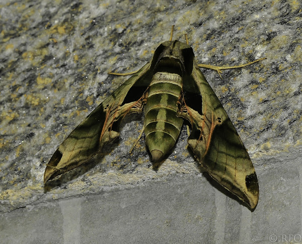 Pandorus Sphinx | Project Noah