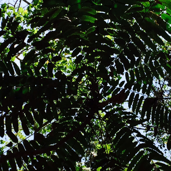 Amugis | Project Noah