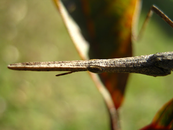 Stick Bug, Bicho Pau | Project Noah