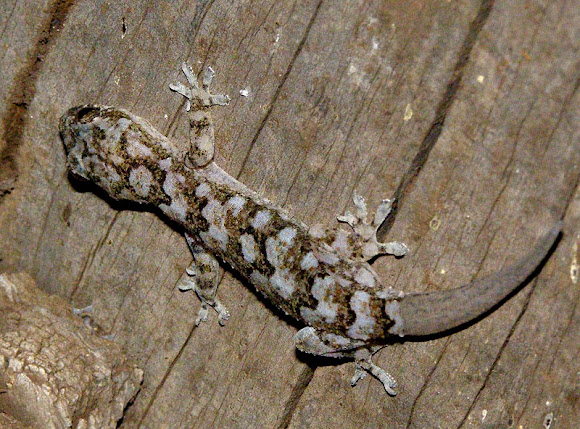 Tropical House Gecko | Project Noah