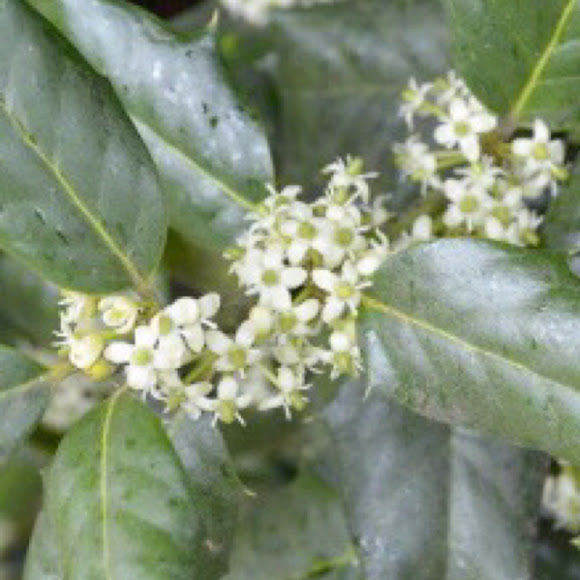 Spiraea | Project Noah