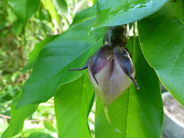 Clove Bean | Project Noah