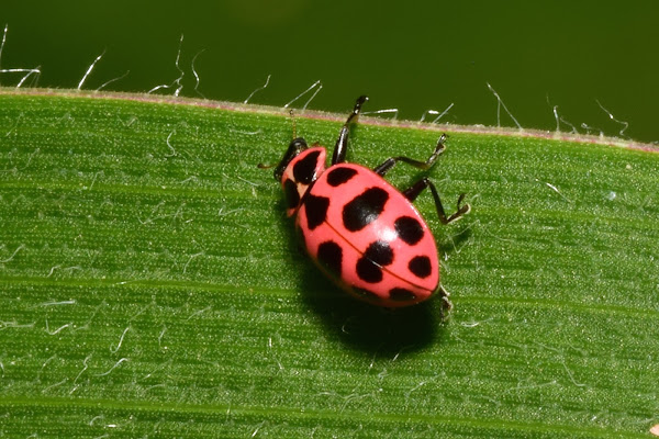 Pink-spotted Lady Beetle | Project Noah