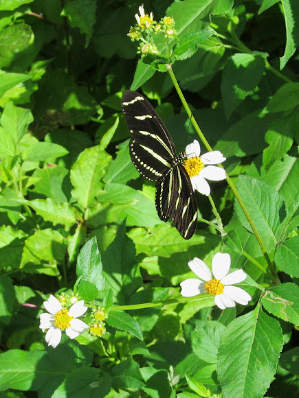 Zebra Longwing | Project Noah