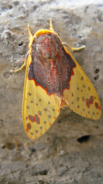 Amaxia moth | Project Noah