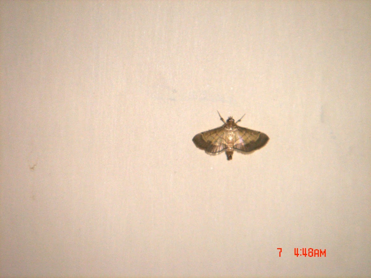 Lesser rice leaf roller | Project Noah