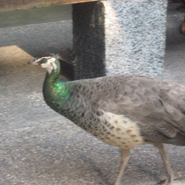 Pea-hen | Project Noah