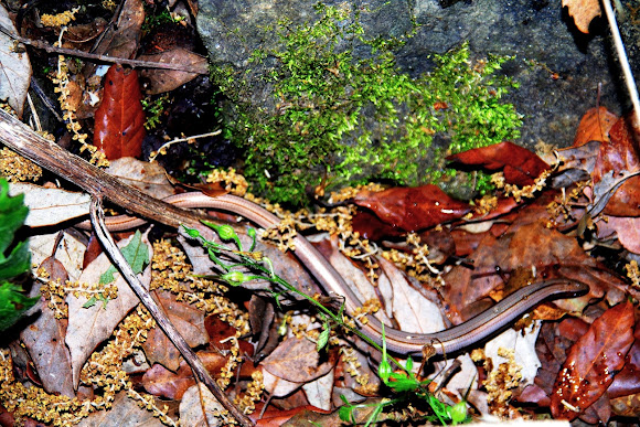 Anguis graeca (Ελληνικό Κονάκι) | Project Noah