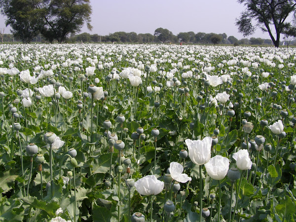 Opium | Project Noah